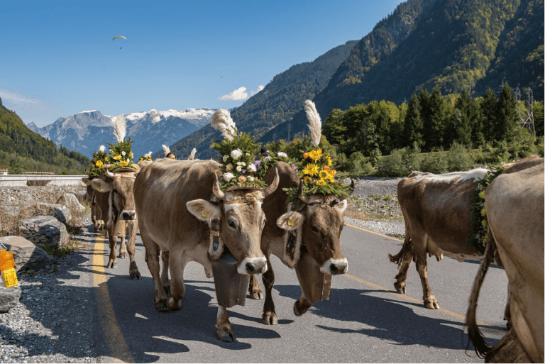11 Fascinating Customs and Traditions in Switzerland You Won’t Believe ...